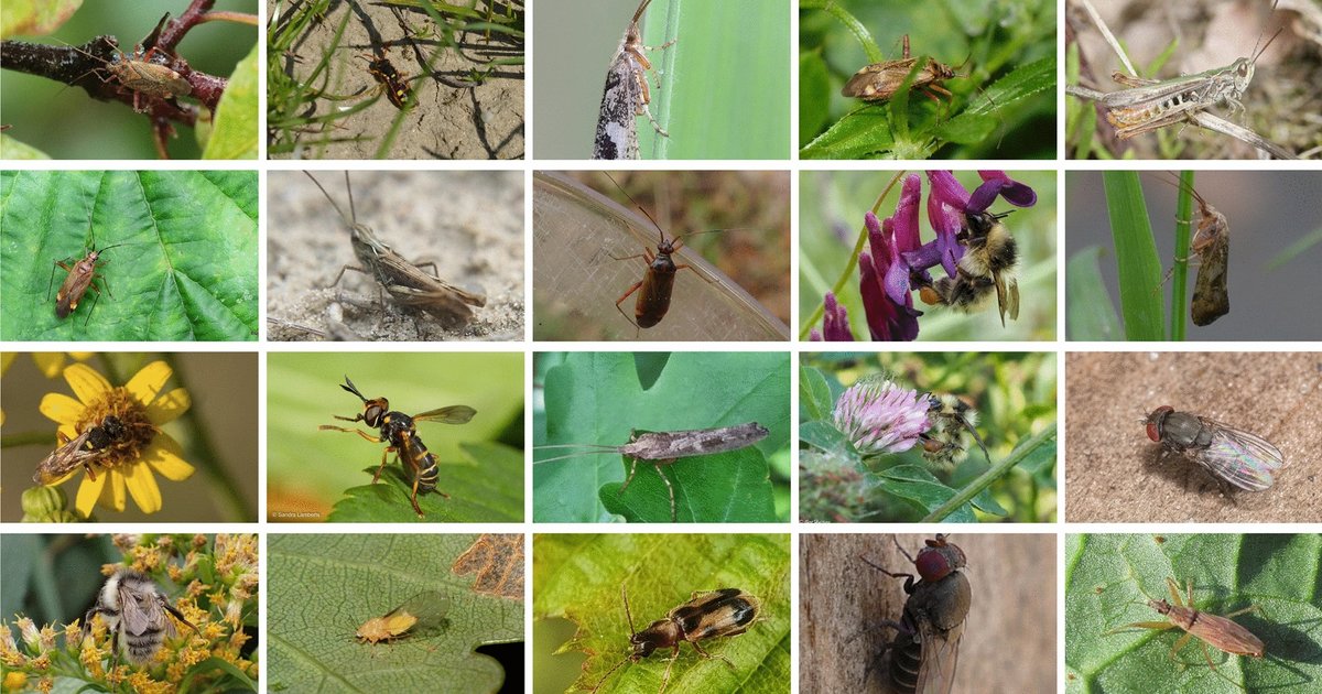 AMS Institute - Measuring insect populations in real-time to determine ...