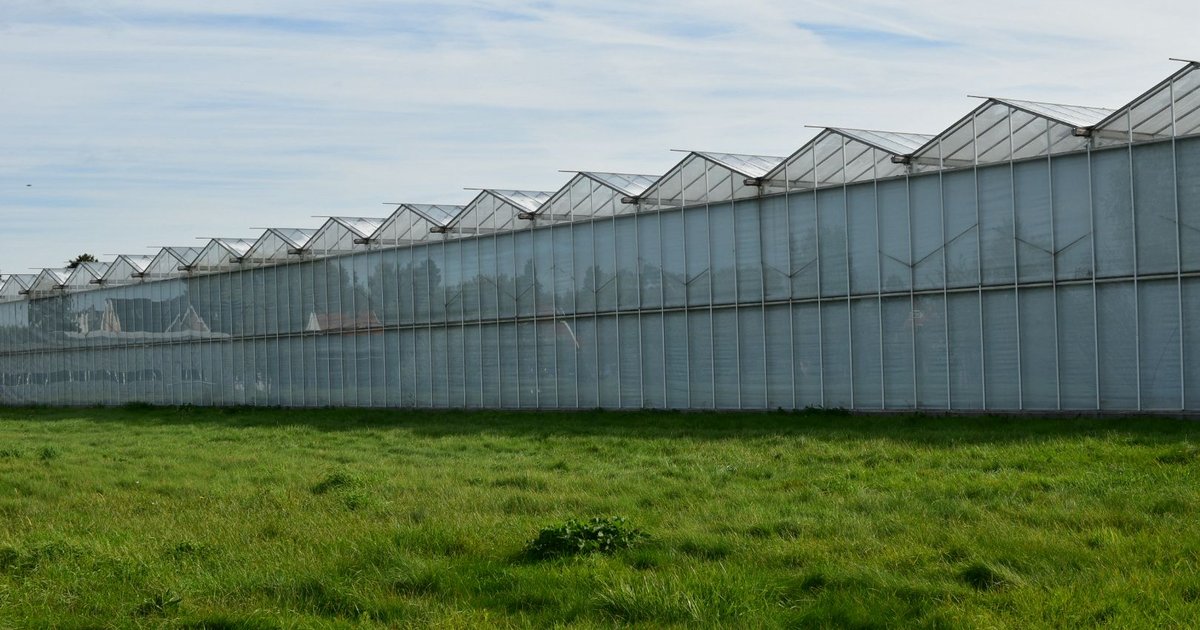 AMS Institute - Damsko Greenhouses: Growing exotic vegetables with locals
