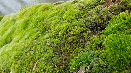 AMS Institute - Bioreceptive concrete for liveable cities